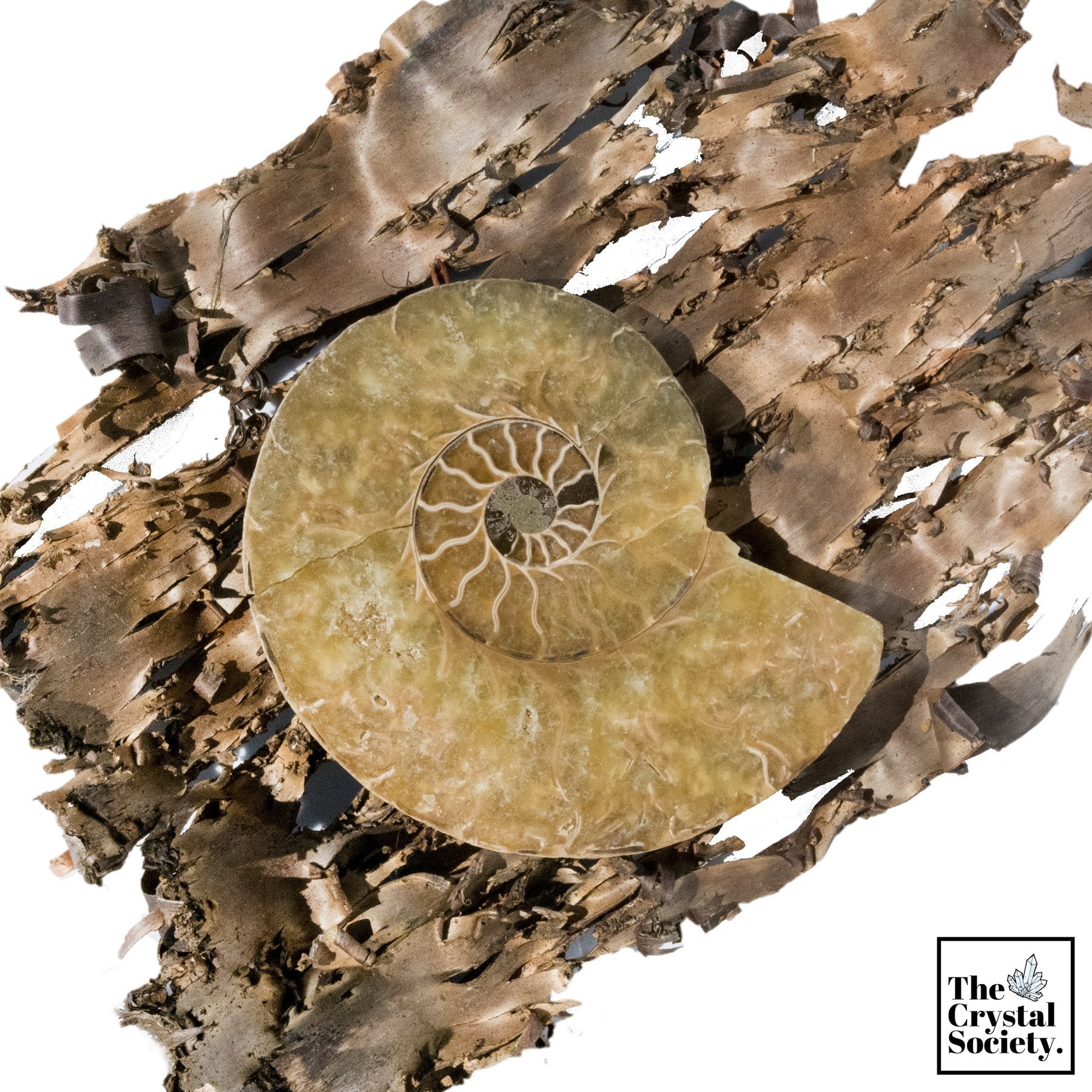 Ammonite Shells | Buy Online | The Crystal Society – The Crystal ...