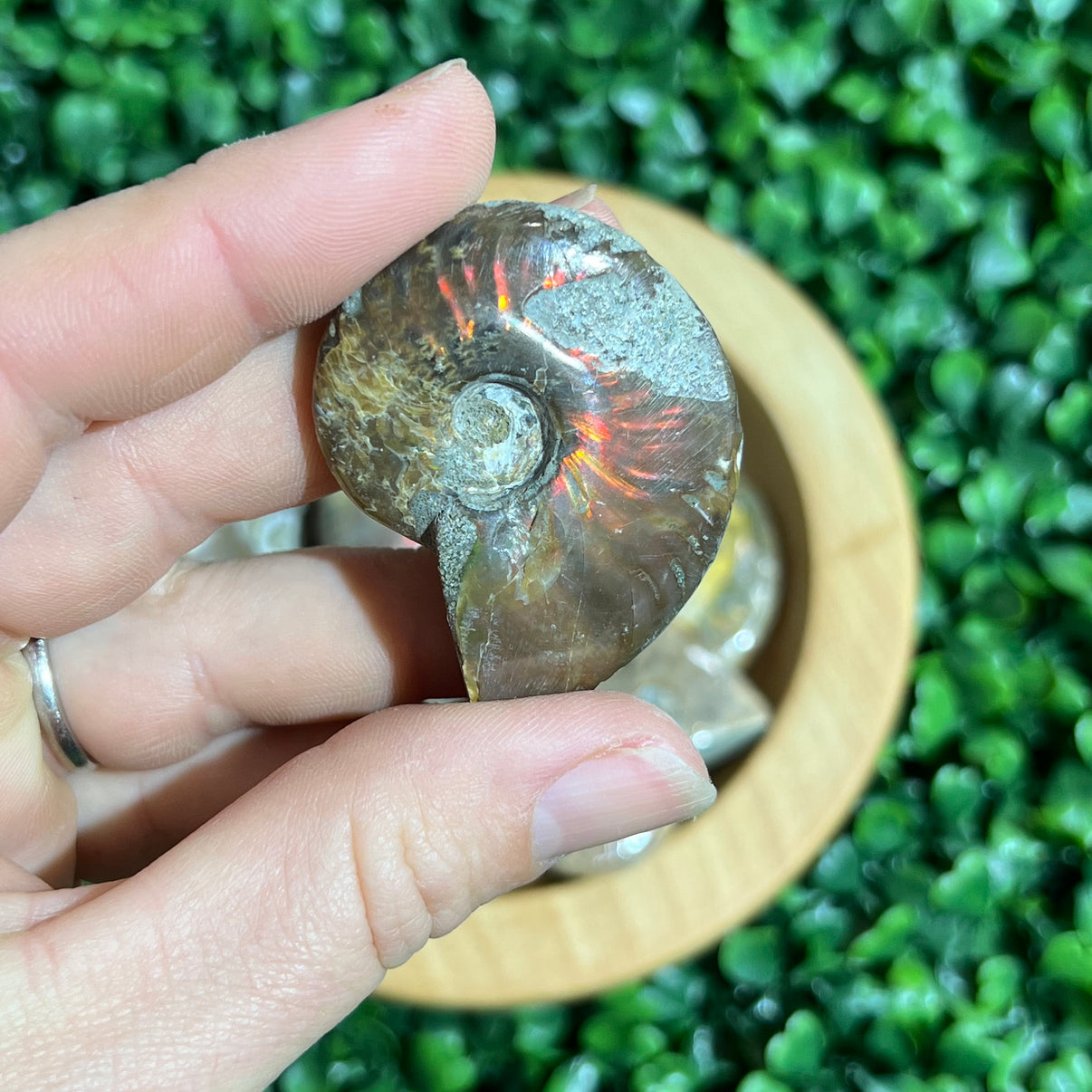 Small Ammonite’s – The Crystal Society Pty Ltd